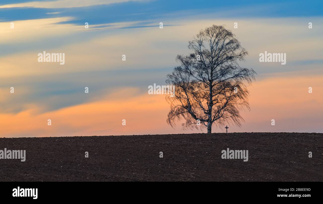 Alone birch tree silhouette in wind on blue sky background. Betula ...