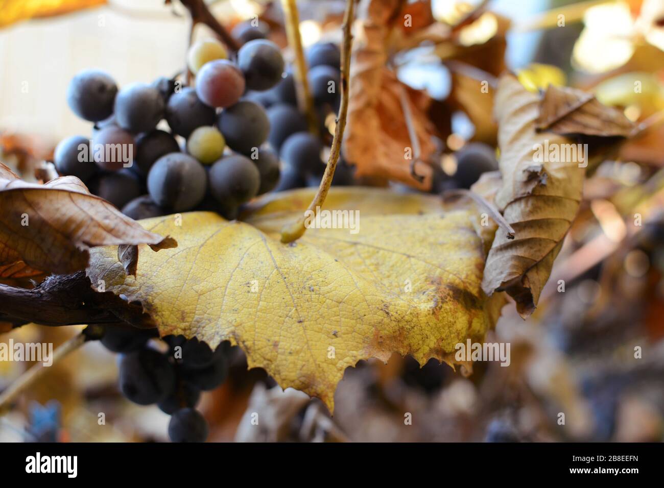 Bunch of grapes on the vine with green leaves. Grape harvest on october ...