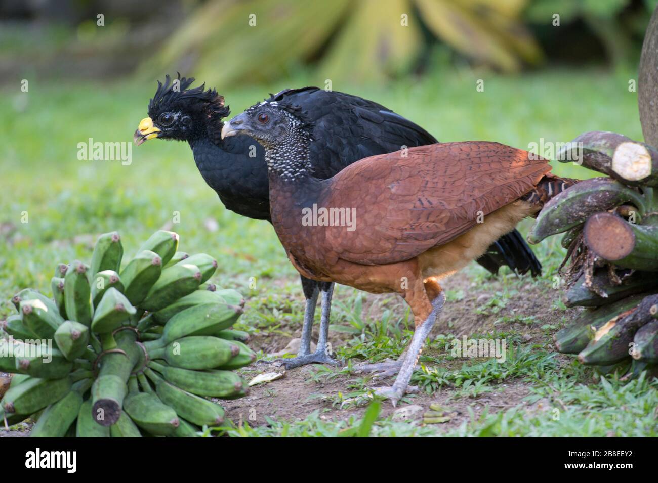 Great Curassow pair (Crax rubra) in northeastern Costa Rica Stock Photo ...