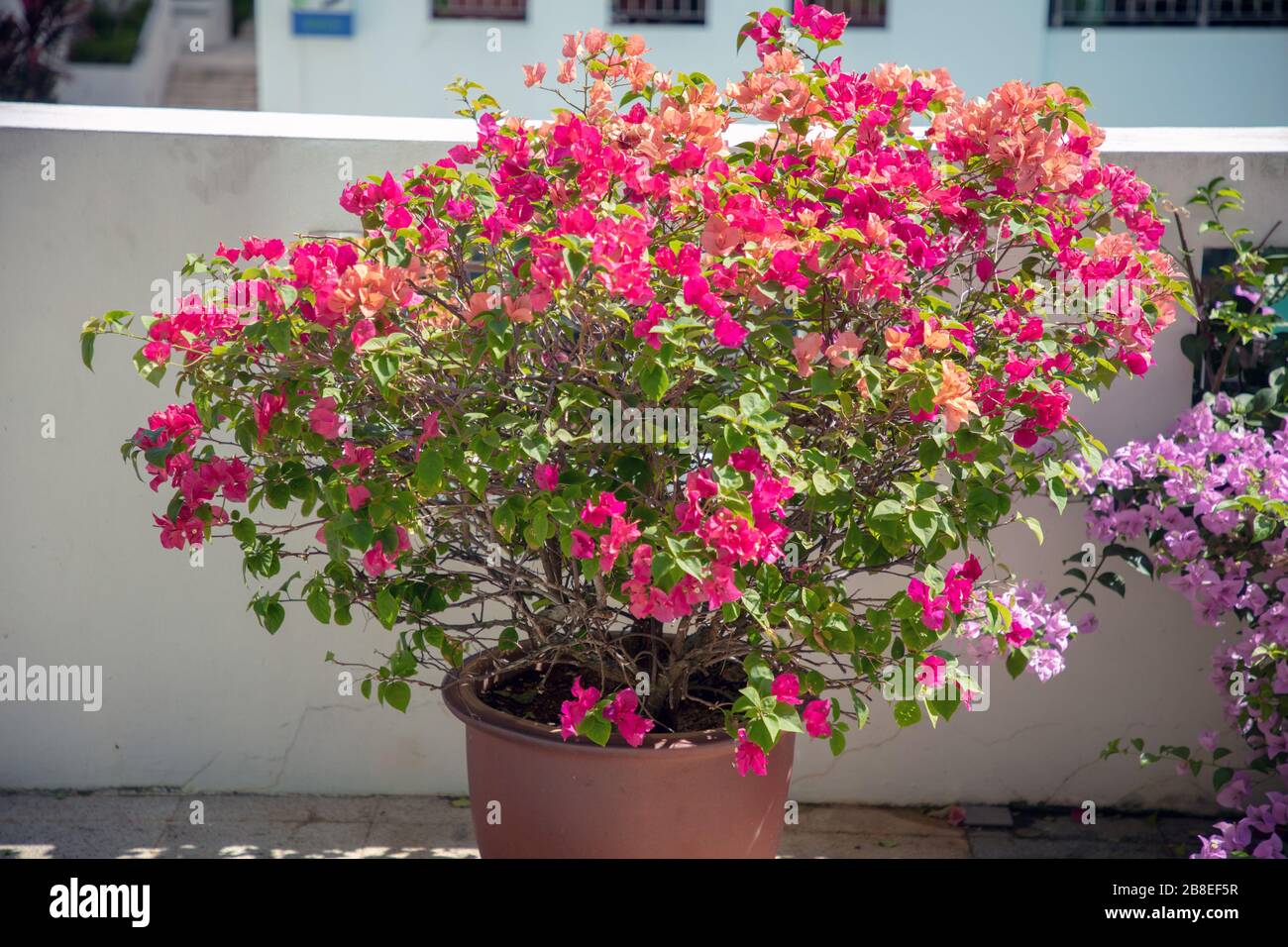 Long flowering shrubs hi-res stock photography and images - Alamy