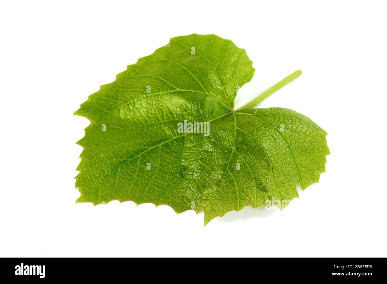 Front of vine leaf Stock Photo - Alamy