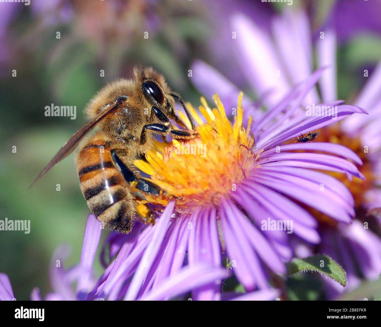 Body maintain hi-res stock photography and images - Alamy