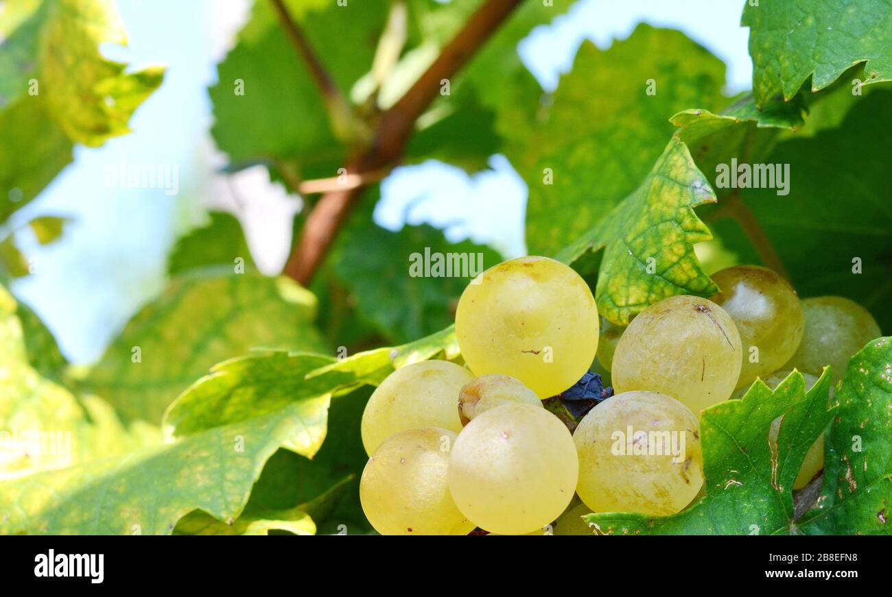 Bunch of grapes on the vine with green leaves. Grape harvest on october ...