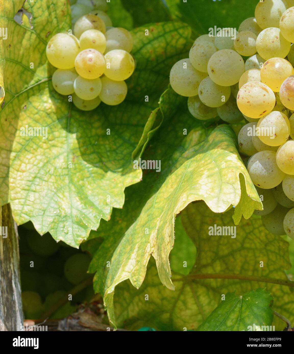 Bunch of grapes on the vine with green leaves. Grape harvest on october ...