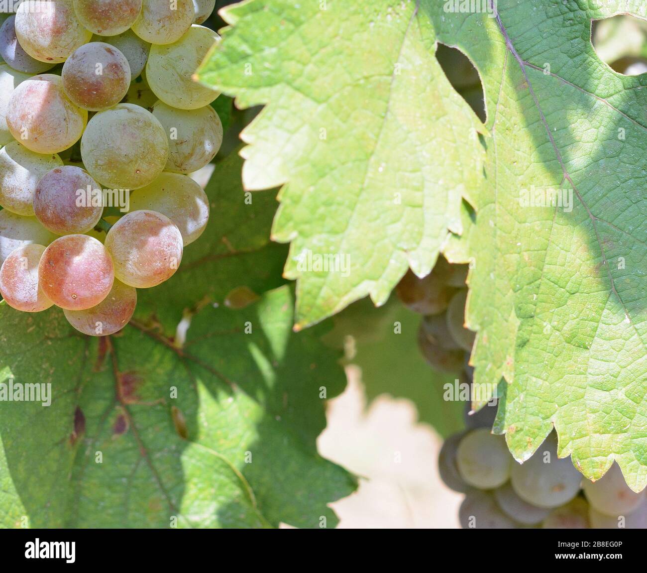 Bunch of grapes on the vine with green leaves. Grape harvest on october ...