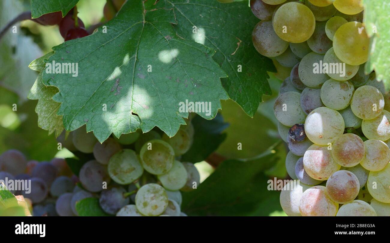 Bunch of grapes on the vine with green leaves. Grape harvest on october ...