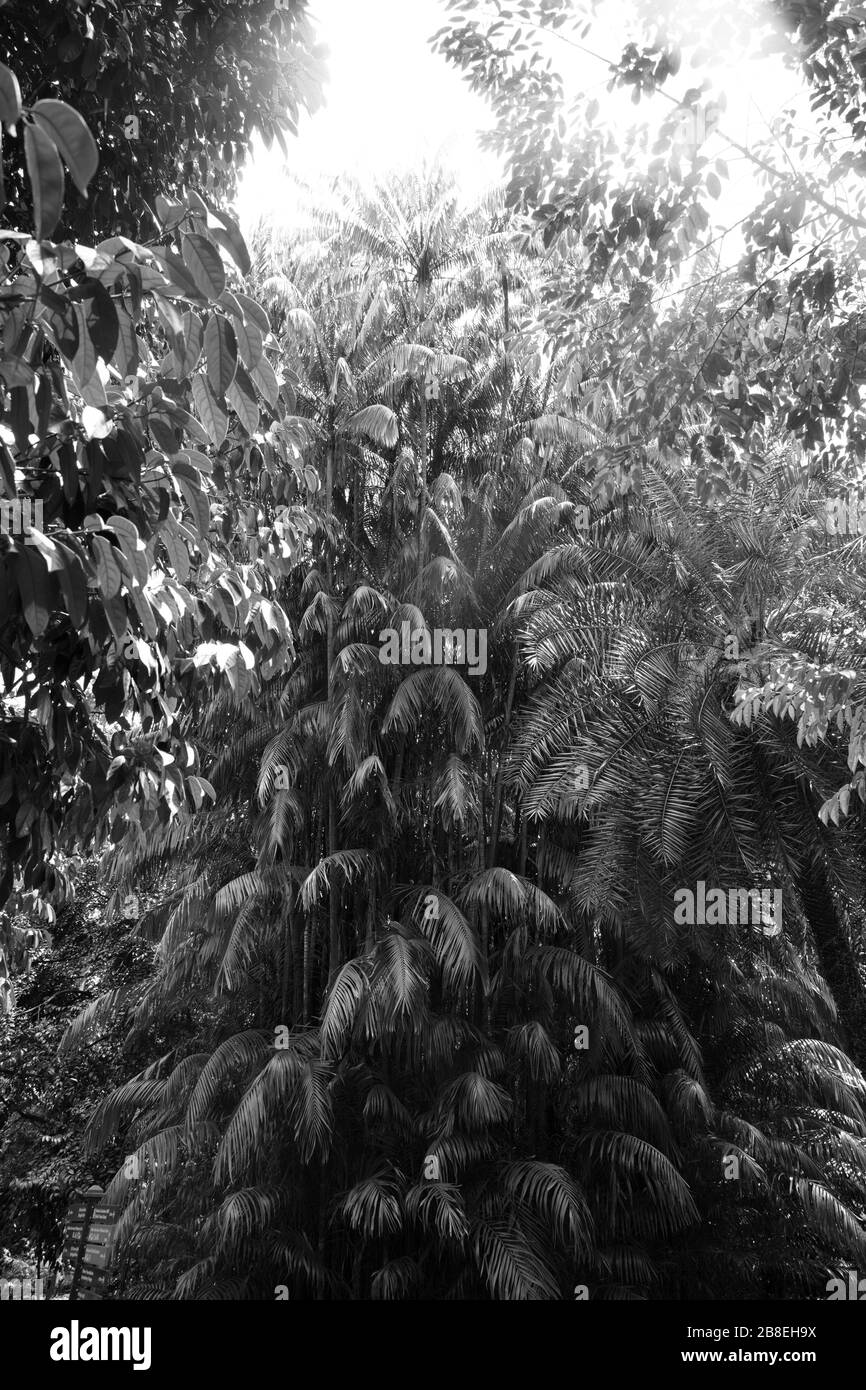 Trunks slender Black and White Stock Photos & Images - Alamy
