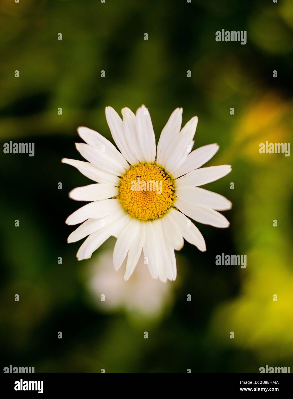 Daisy floral wallpaper hi-res stock photography and images - Alamy