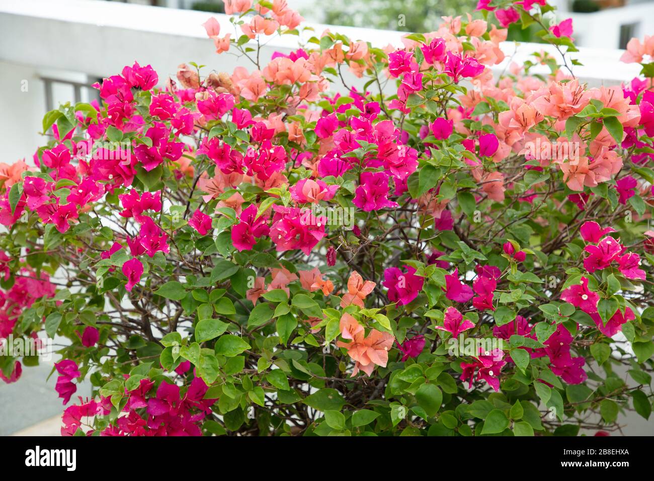 Colourful Bougainvillea flowering shrubs seen growing in pots outdoors ...
