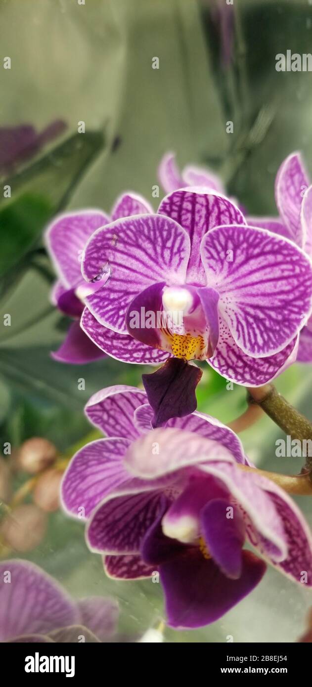 Apple orchids hi-res stock photography and images - Alamy