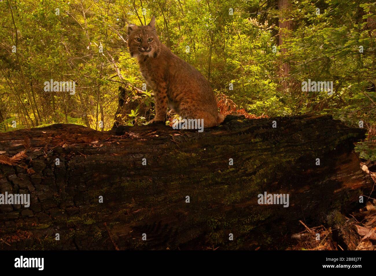 A Bobcat pausing atop a burned Redwood log Stock Photo - Alamy