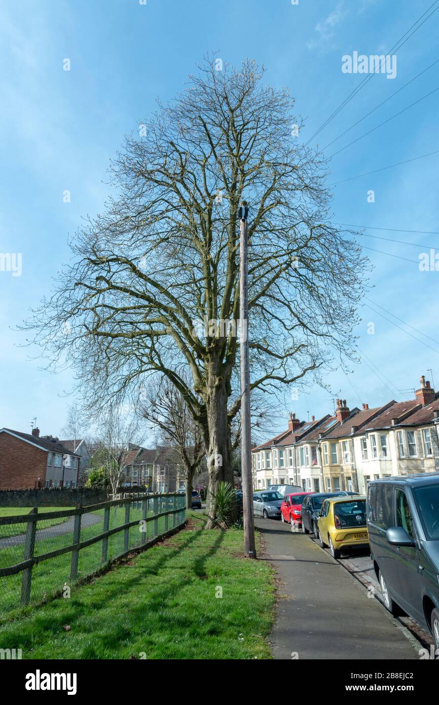 Bristol-March 2020-England- a close up view of a barren tree along side ...