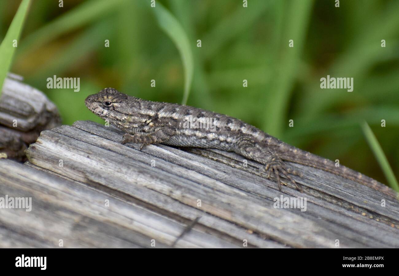 A coast range fence lizard (Sceloporus occidentalis subsp. bocourtii ...