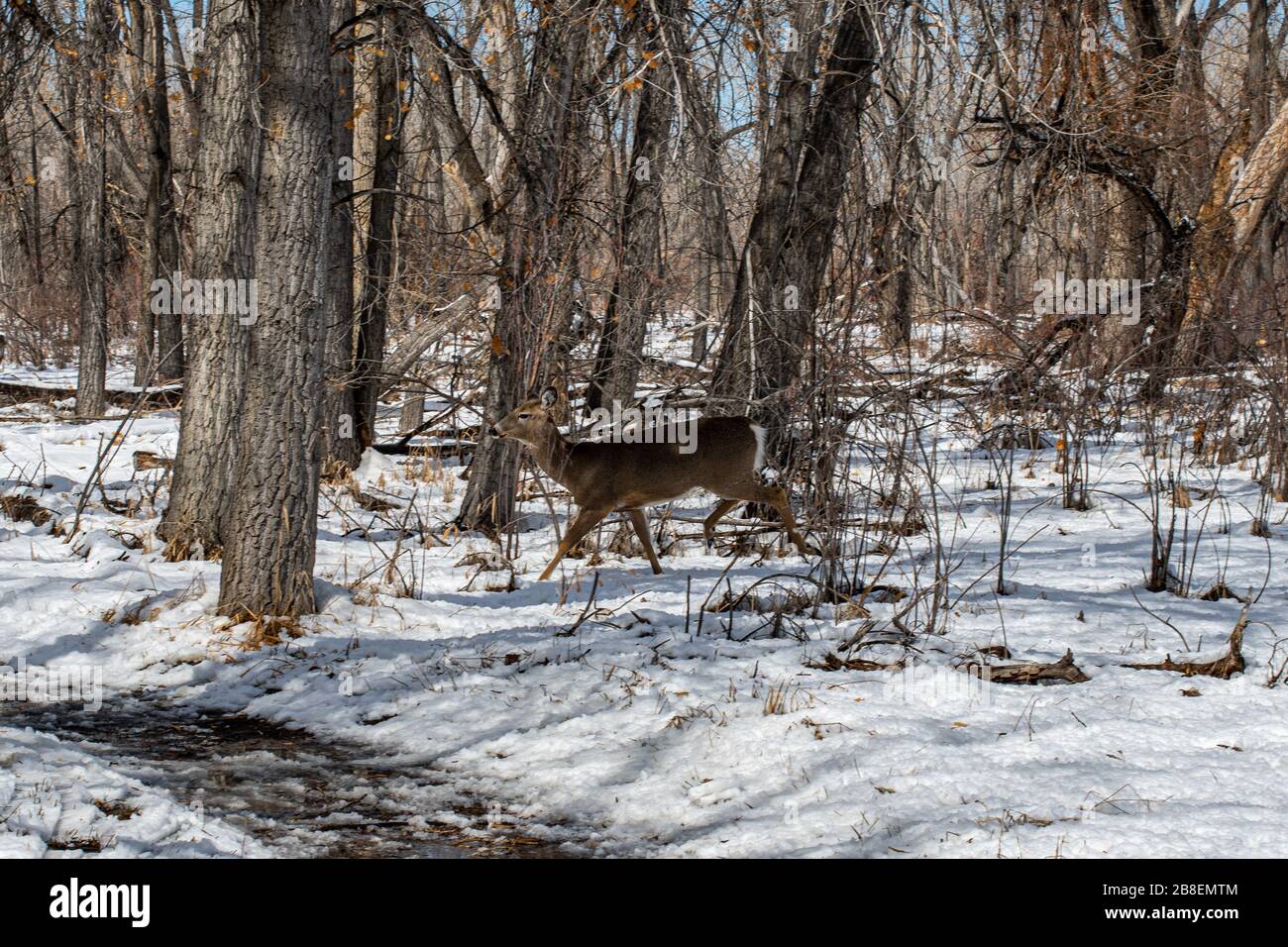 White tailed deer doe in falling snow hi-res stock photography and ...
