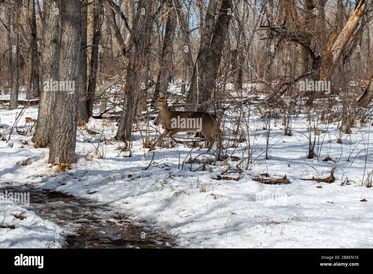 White tail deer herd hi-res stock photography and images - Alamy
