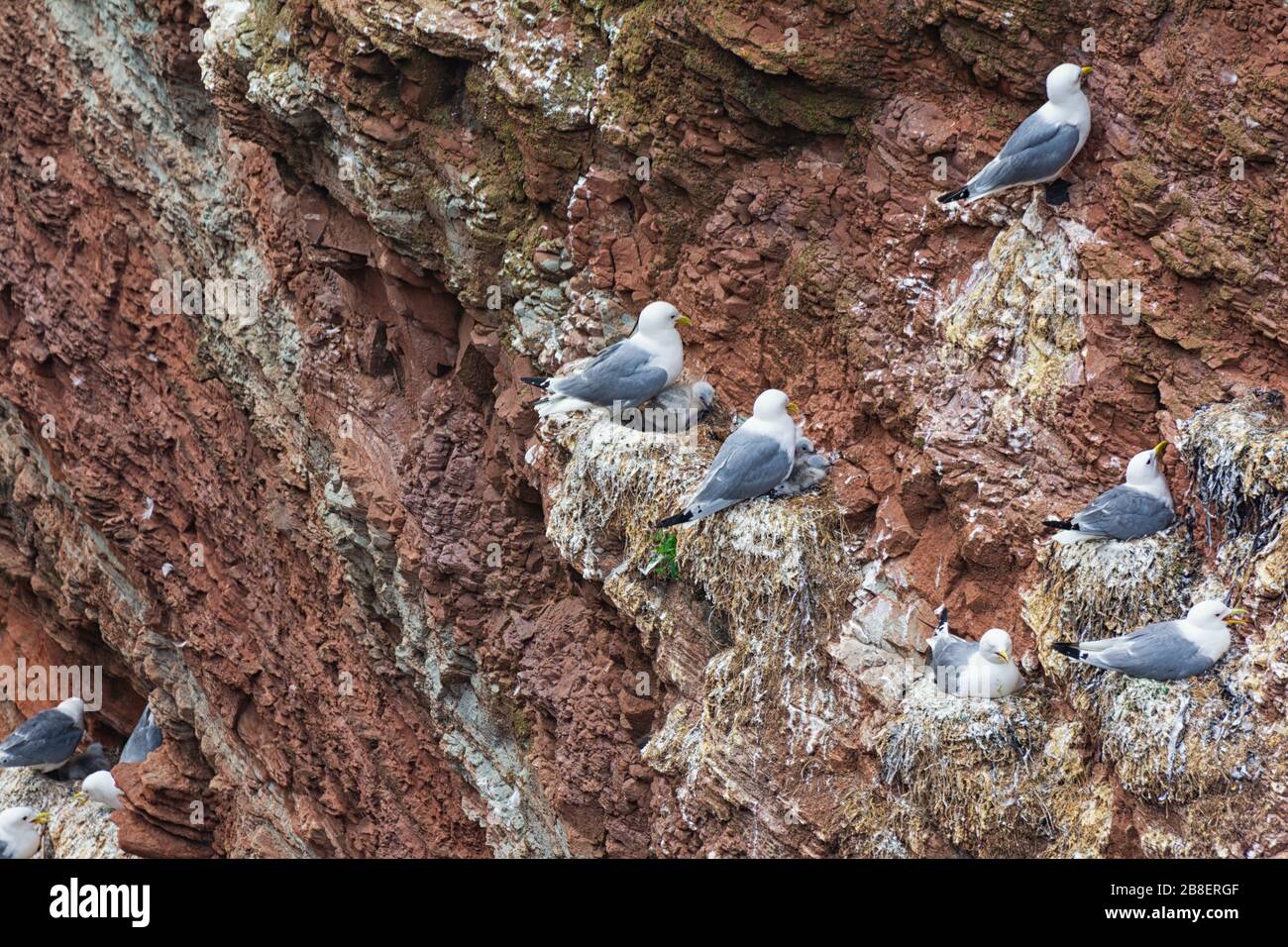 Birds on the Lange Anna on the offshore island of Helgoland in the ...
