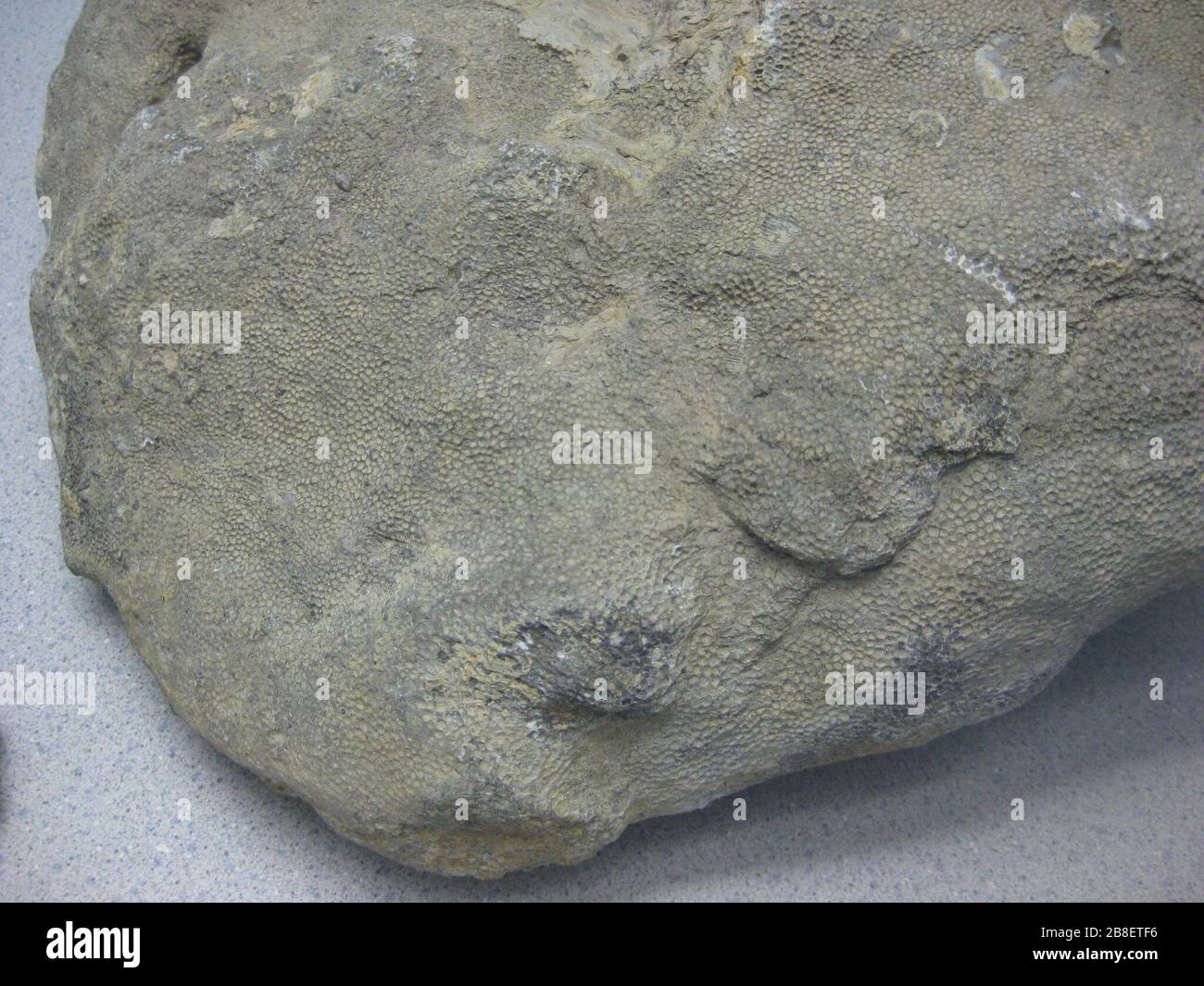 Tabulate coral hi-res stock photography and images - Alamy