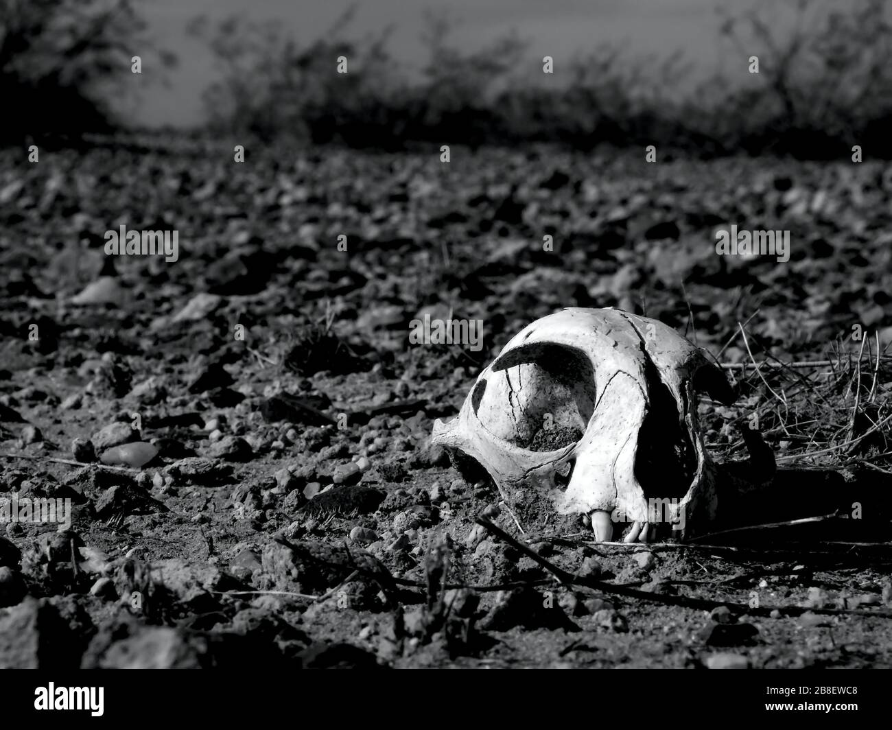 Decayed skull hi-res stock photography and images - Alamy