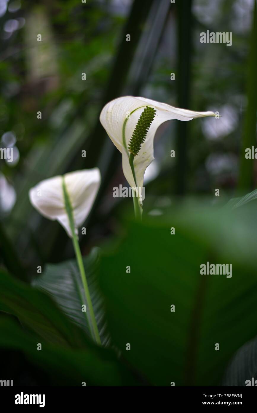 Spatha foliaris persistens hi-res stock photography and images - Alamy