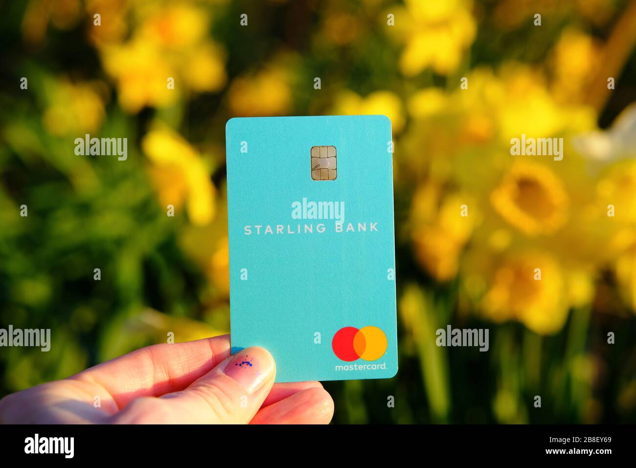 Starling bank card hold in hand on a blurred daffodils background. Real ...