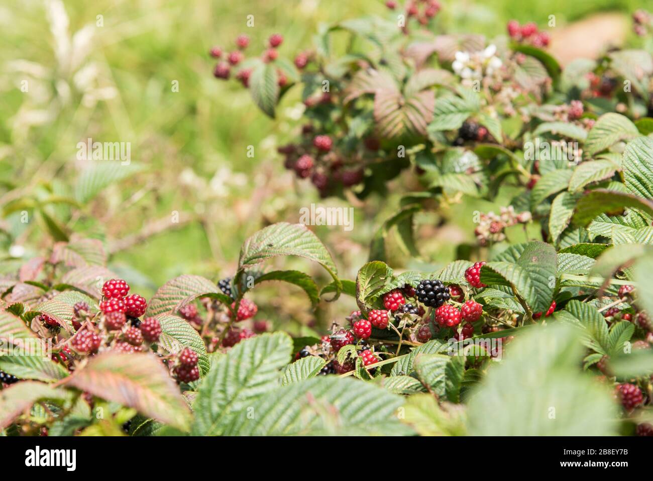 Bramble Berries High Resolution Stock Photography and Images - Alamy