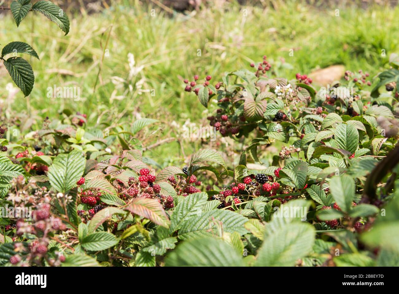 Bramble Berries High Resolution Stock Photography and Images - Alamy