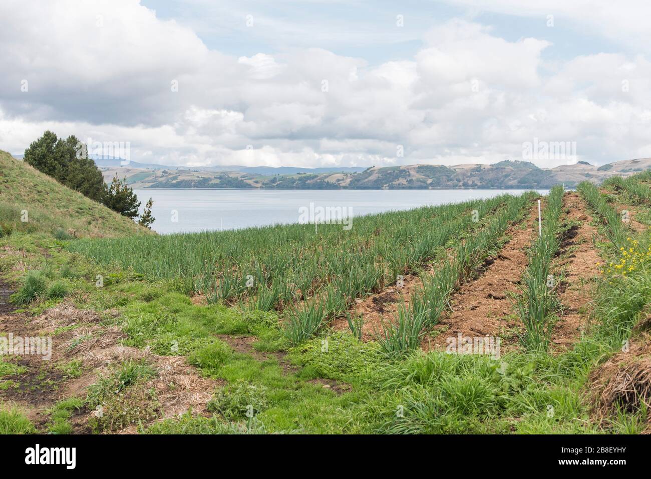 Scallion field hi-res stock photography and images - Alamy