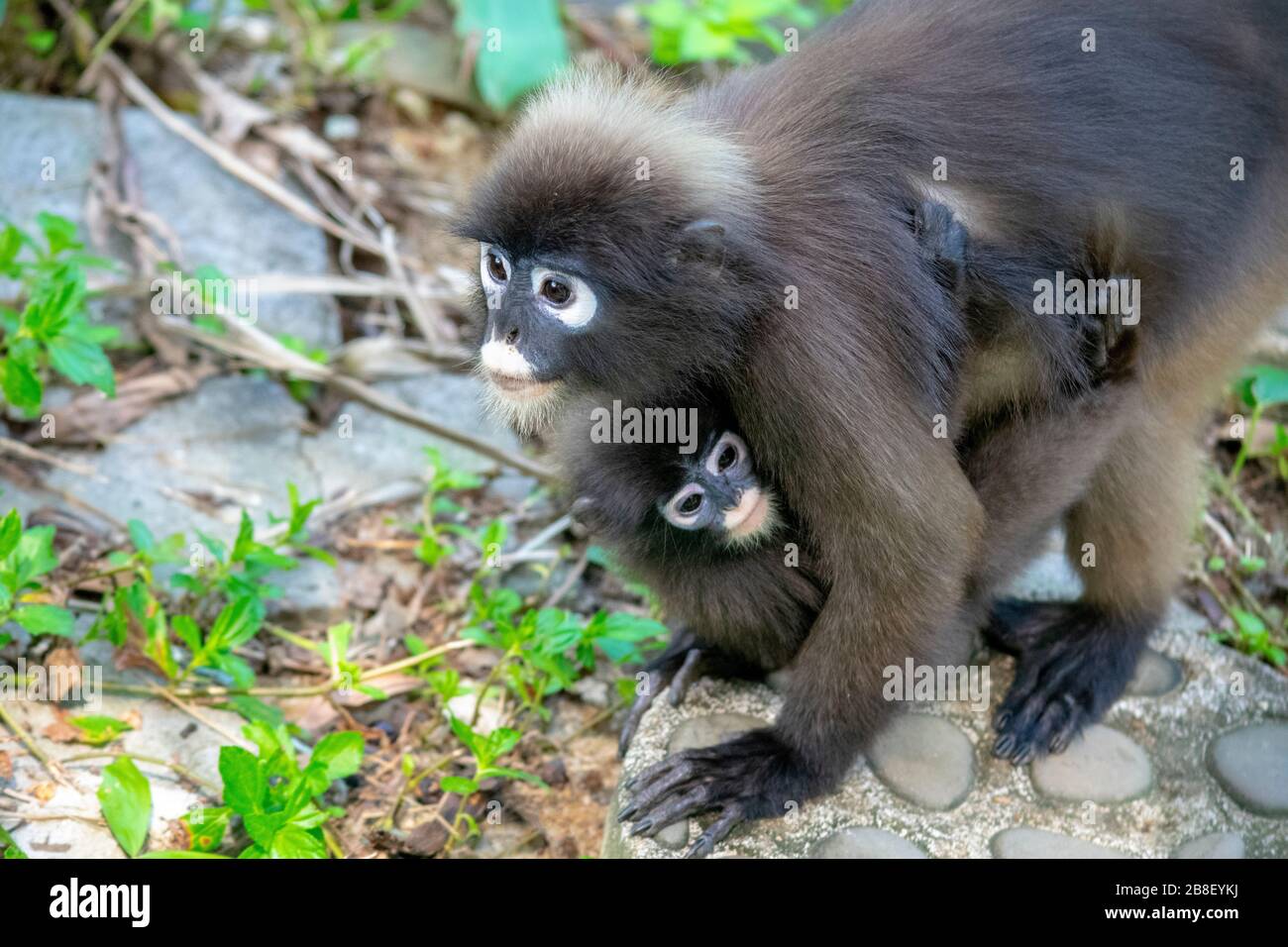 Koh Samui, Thailand - 10-01-2019 - A monkey with its cub are hugging ...