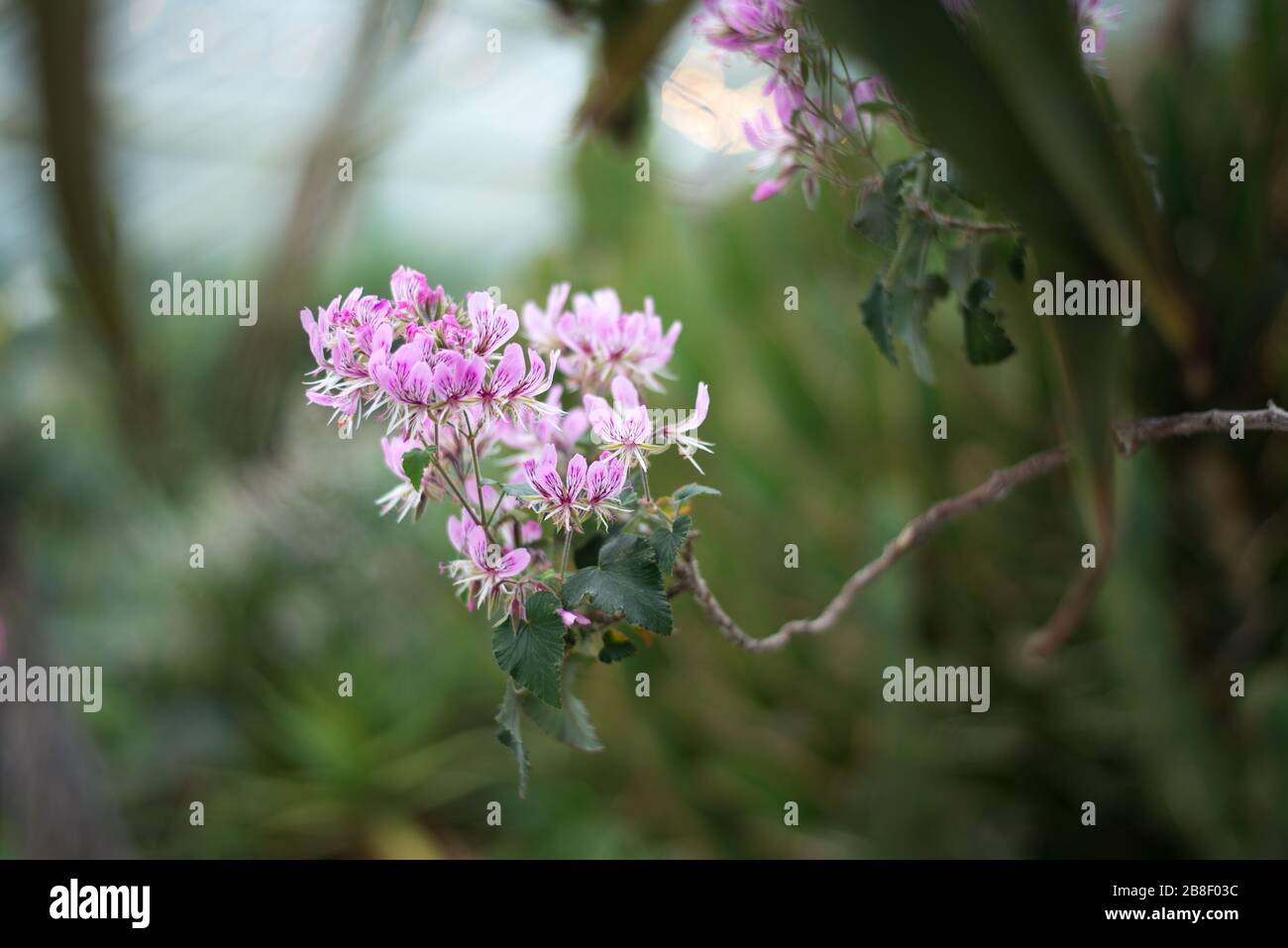 Royal pelargonium hi-res stock photography and images - Alamy