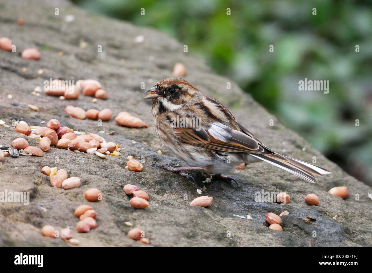 Tree sparrow eating seeds from a feeding table in a garden, UK garden ...