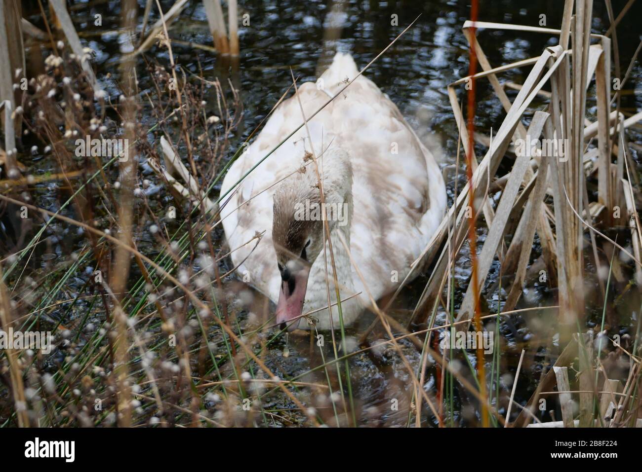 Young swan seen through reeds on river Stock Photo - Alamy