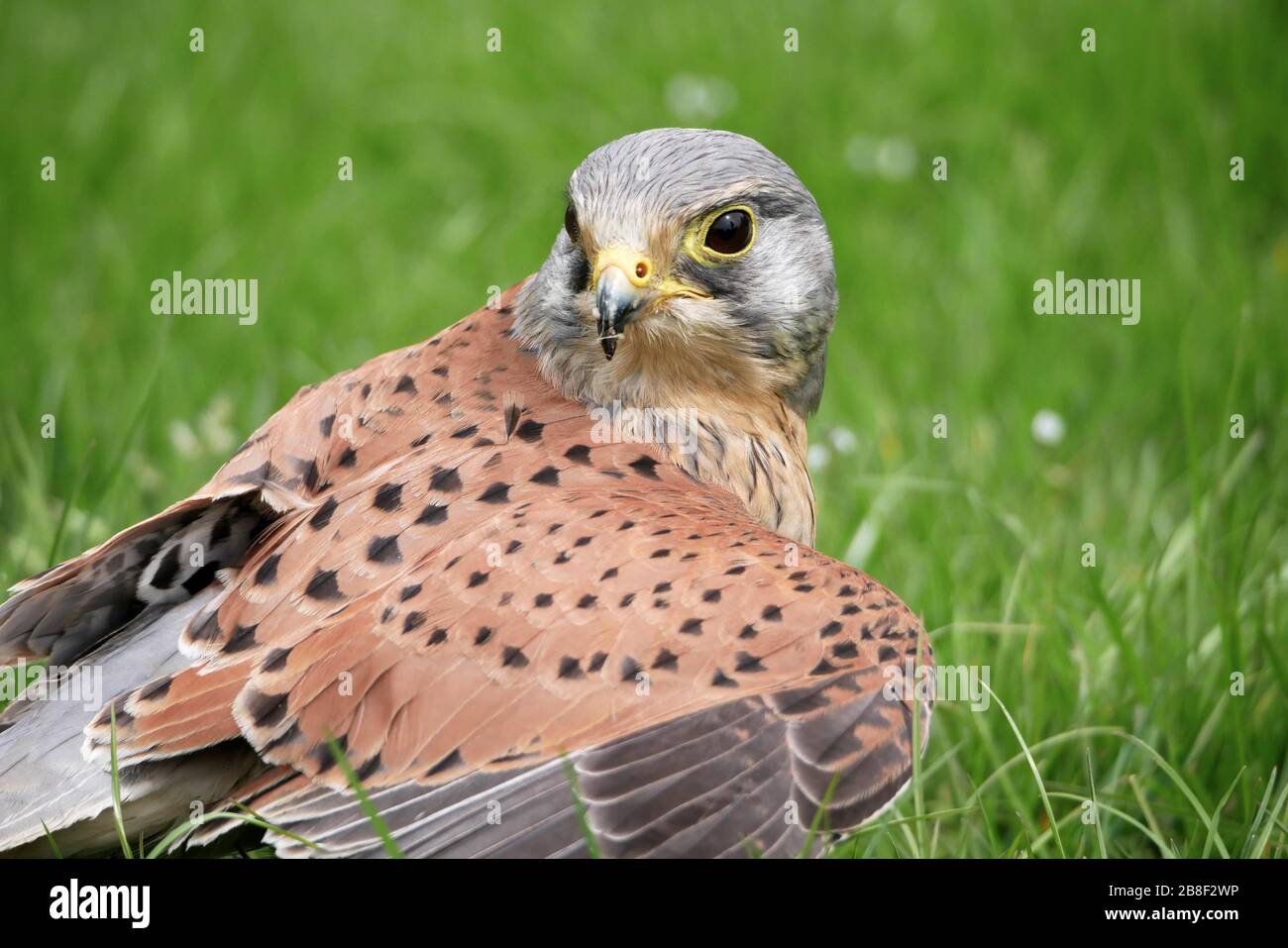 Bird of prey mantling hi-res stock photography and images - Alamy