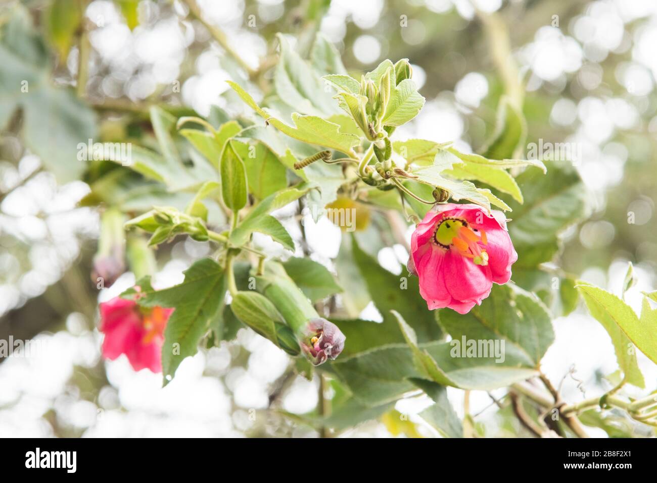 Banana passionfruit also known as curuba, passiflora mixta, climbing ...