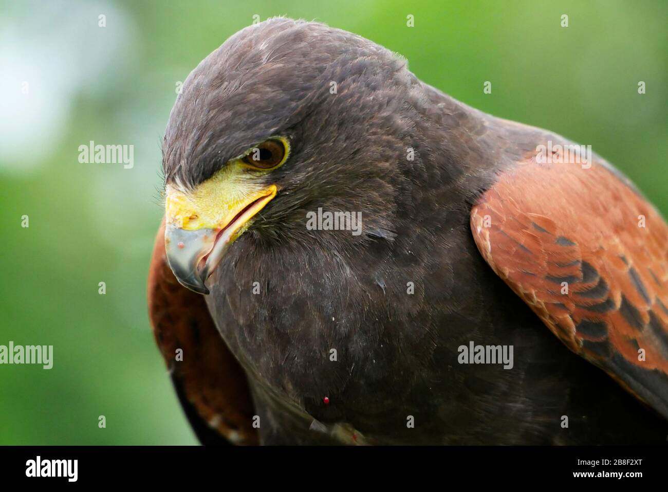 Focused hawk hi-res stock photography and images - Alamy
