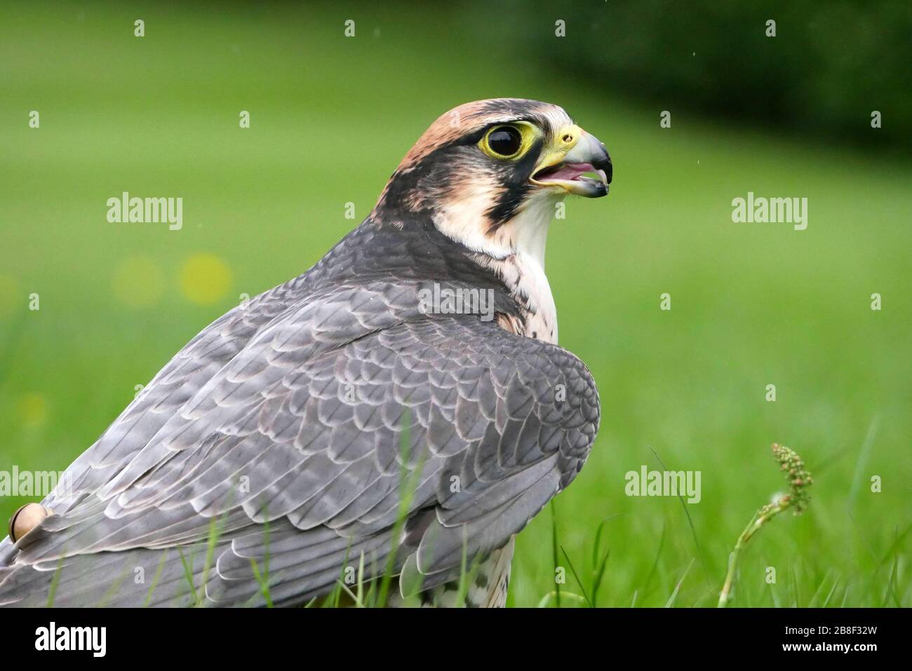 Peregrine falcon catching prey hi-res stock photography and images - Alamy