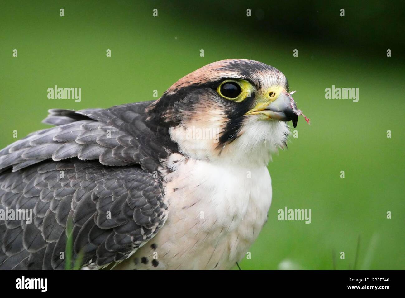 Bird of prey mantling hi-res stock photography and images - Alamy
