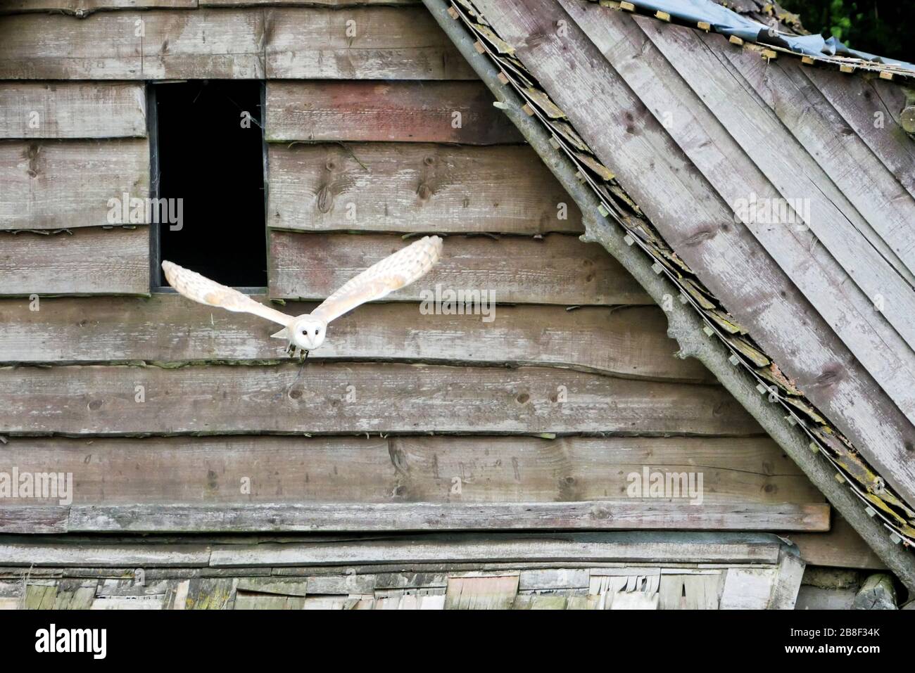 Barn own flying away from window of rural building Stock Photo - Alamy