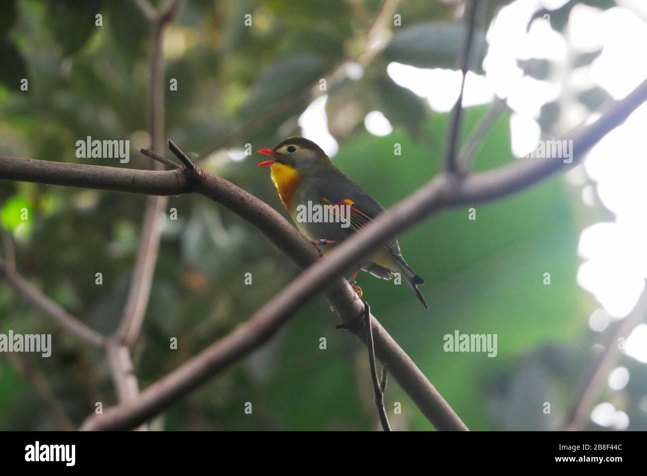 Nightingale singing pekin hi-res stock photography and images - Alamy