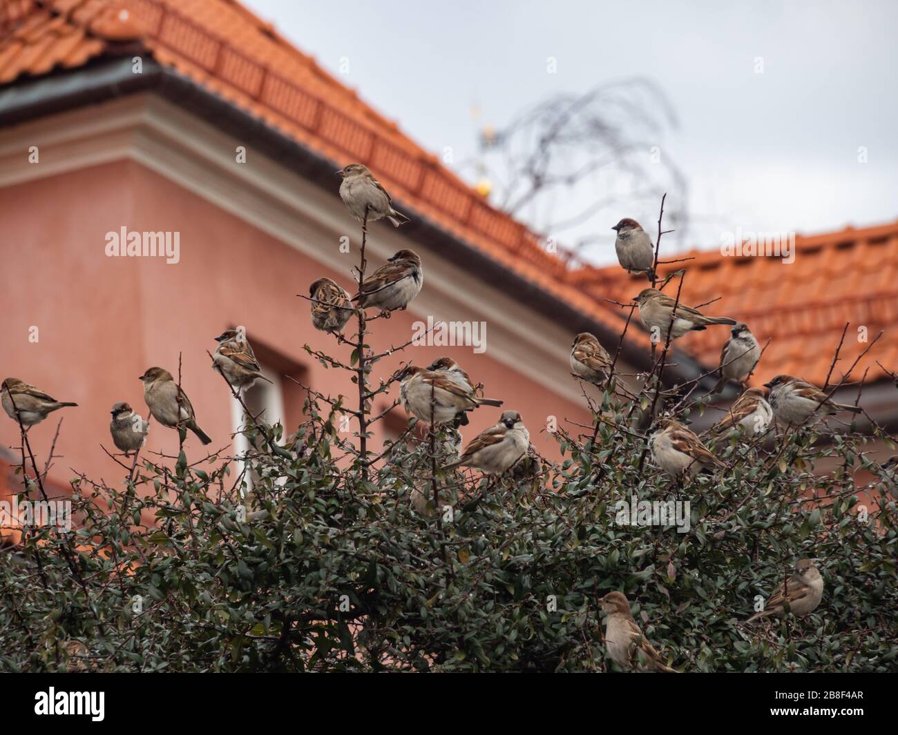 Spring is coming, sparrows on the tree in the Old Town, Warsaw Stock ...