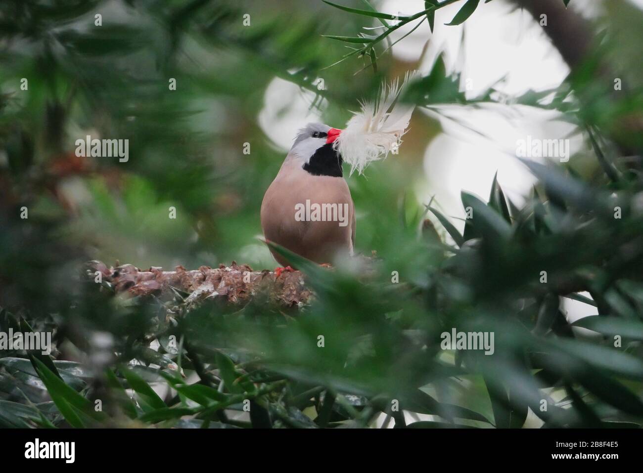Long tailed finch perched on branch with feather in its beak Stock ...