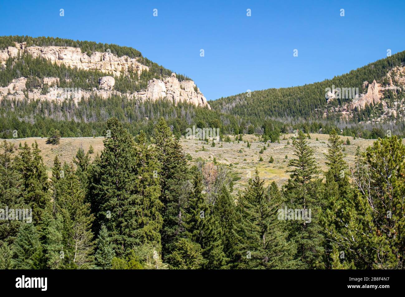 Rocky mountain white pine hi-res stock photography and images - Alamy