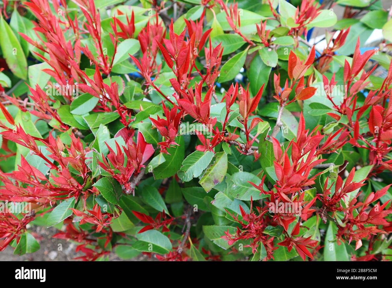 Sprout leaves hi-res stock photography and images - Alamy
