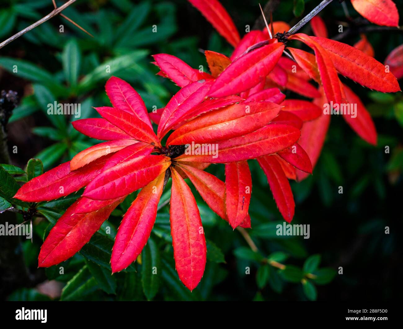 Deep colors hi-res stock photography and images - Alamy