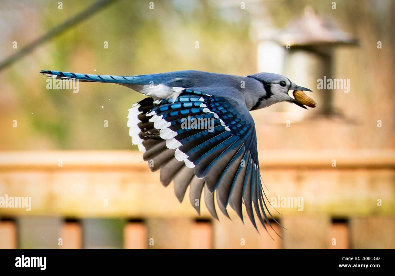 Blue jay flying hi-res stock photography and images - Alamy