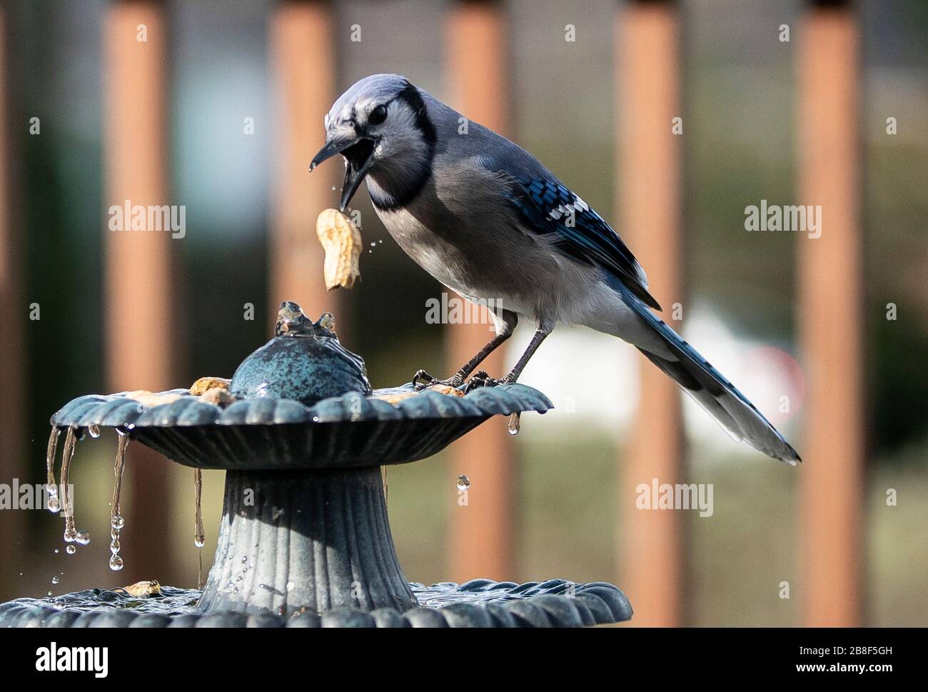 Dropped my nut hi-res stock photography and images - Alamy