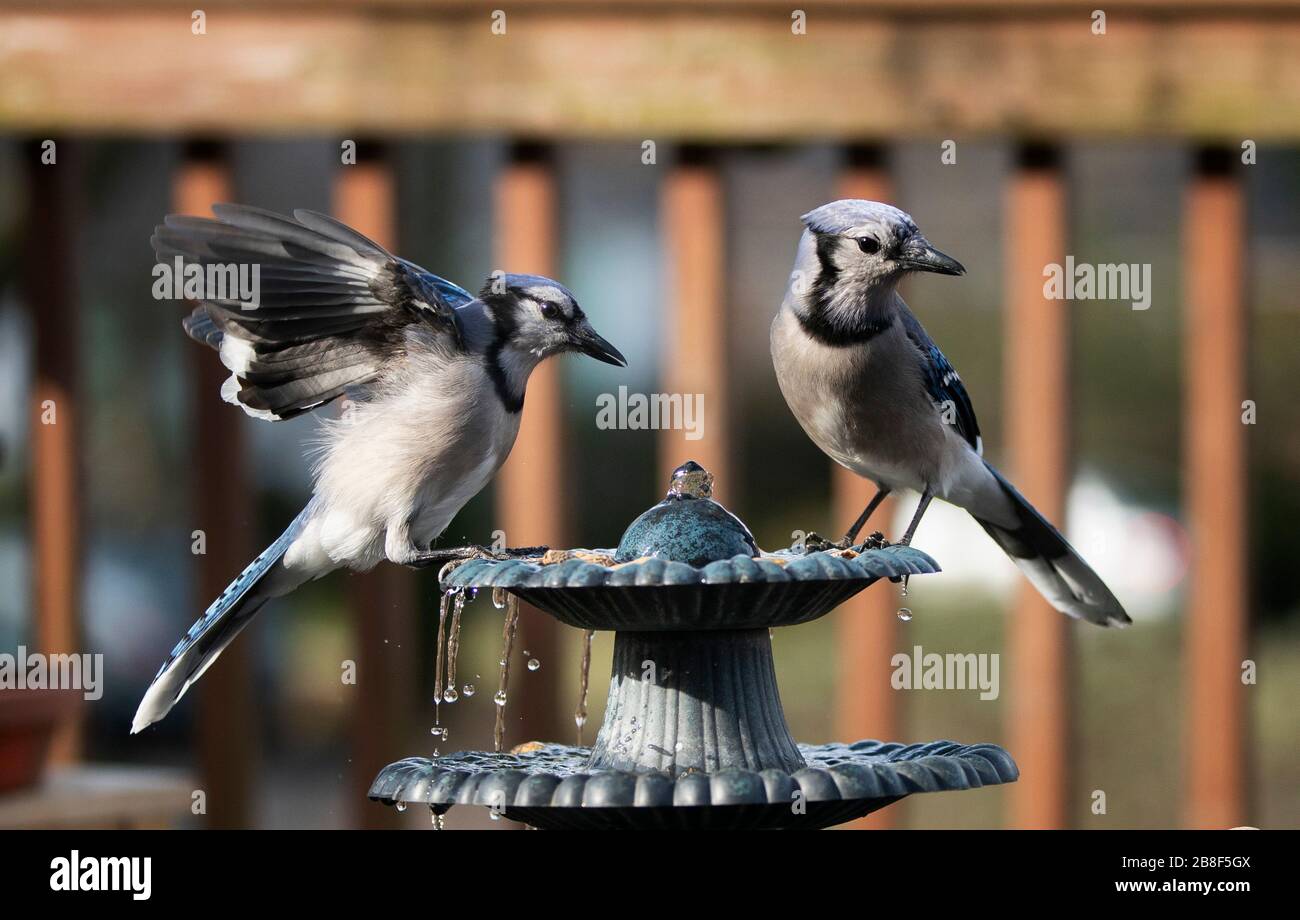 Two blue birds hi-res stock photography and images - Alamy