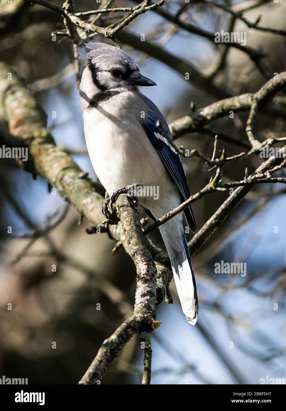 Bird in a tree Stock Photo - Alamy
