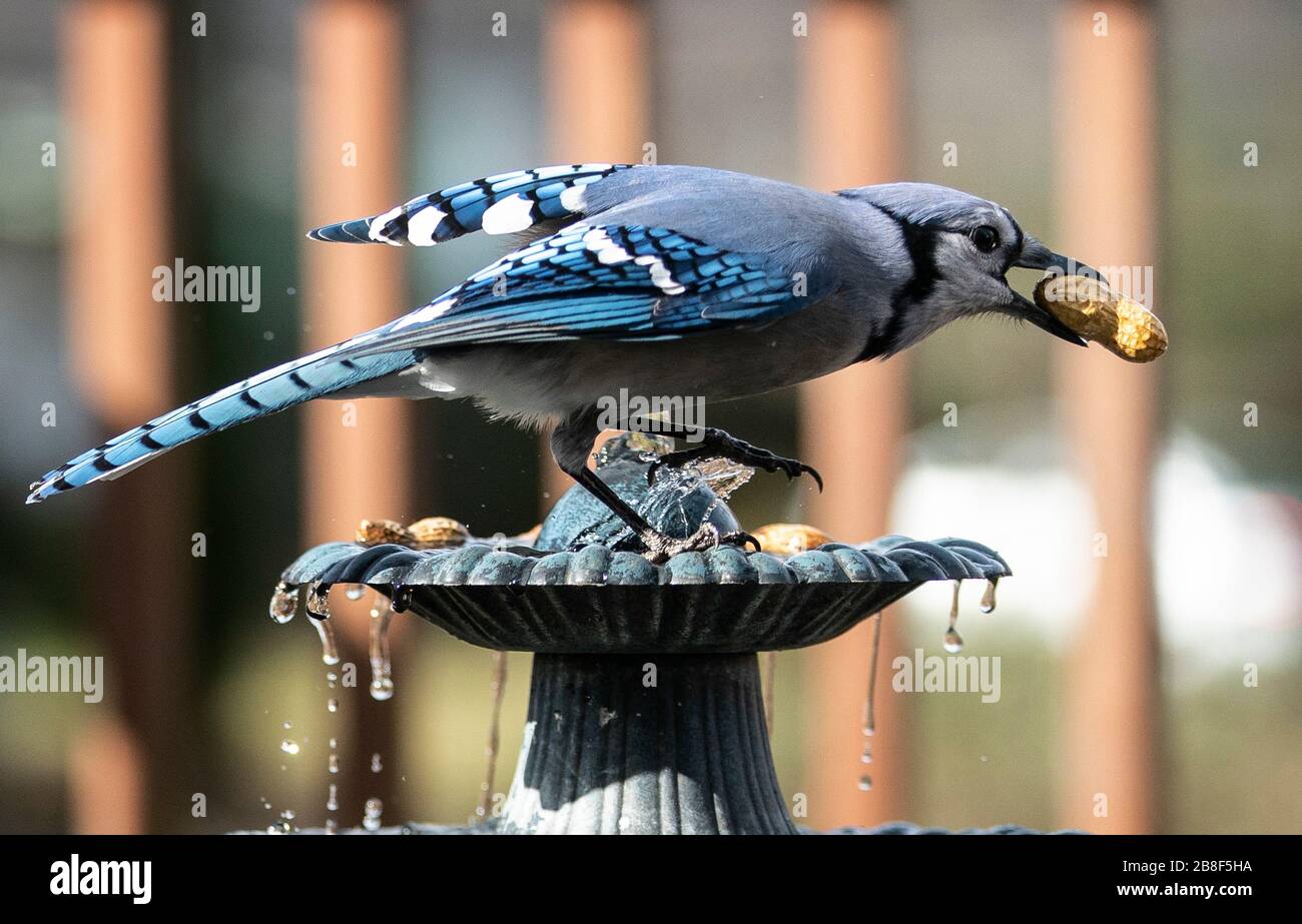Got a nut Stock Photo - Alamy