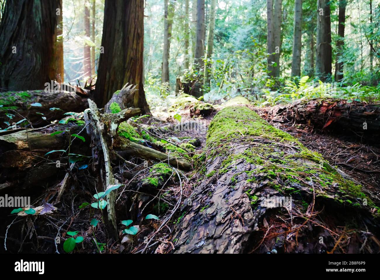 Sunlit forest scene with focus on moss covered log, trees and shrubs in ...