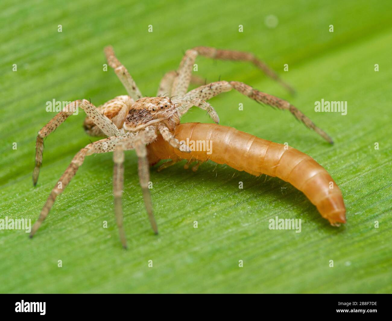 Crab spider, Philodromus dispar, on a leaf, feeding on a beetle larva ...